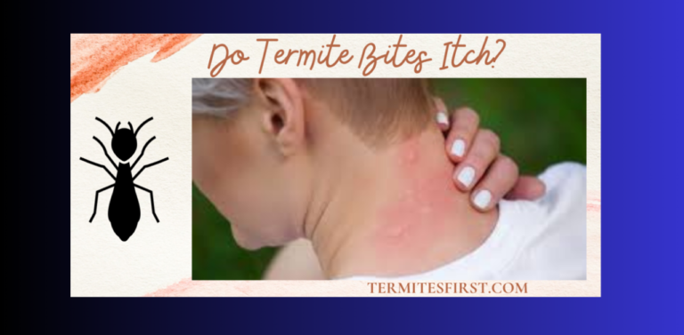 What Do Termite Bites Look Like? Symptoms & Treatment