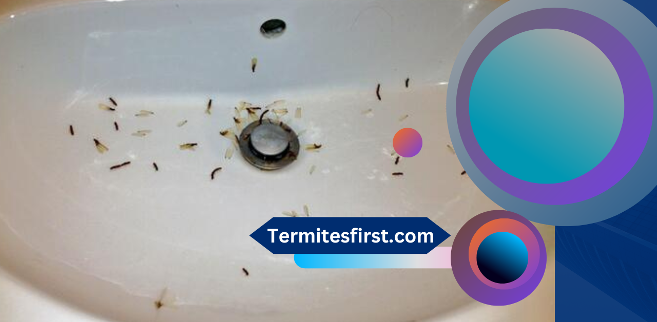 Termites in Bathroom: Uncovering Infestation – Termites First