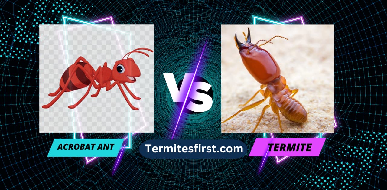 Bugs that Look Like Termites