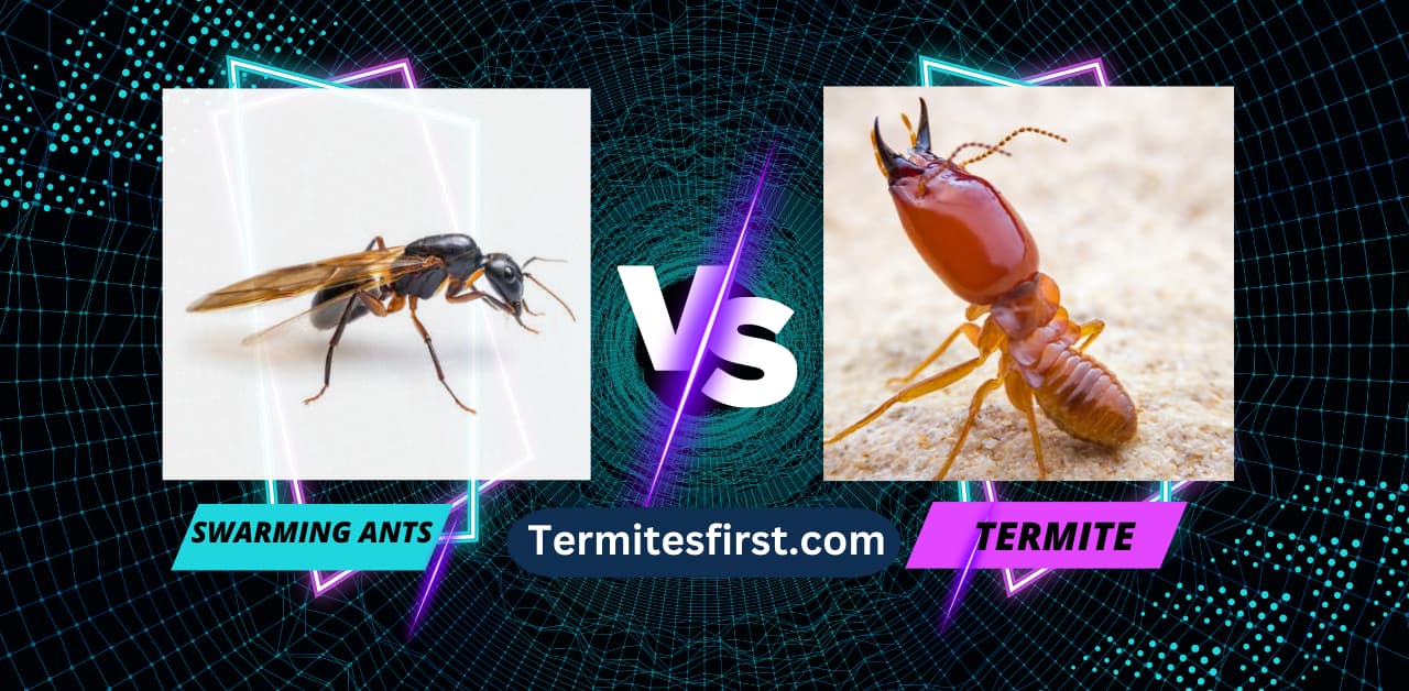 Bugs that Look Like Termites