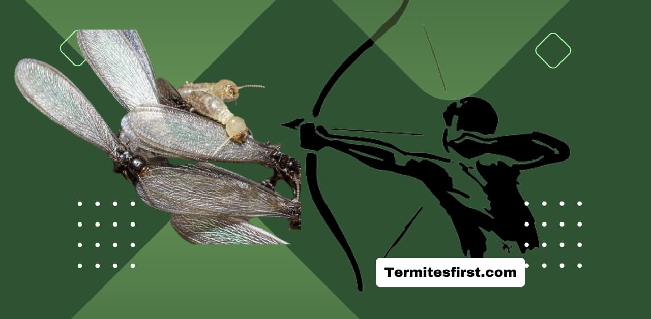 Swarming Termites: How to Get Rid of Them? – Termites First