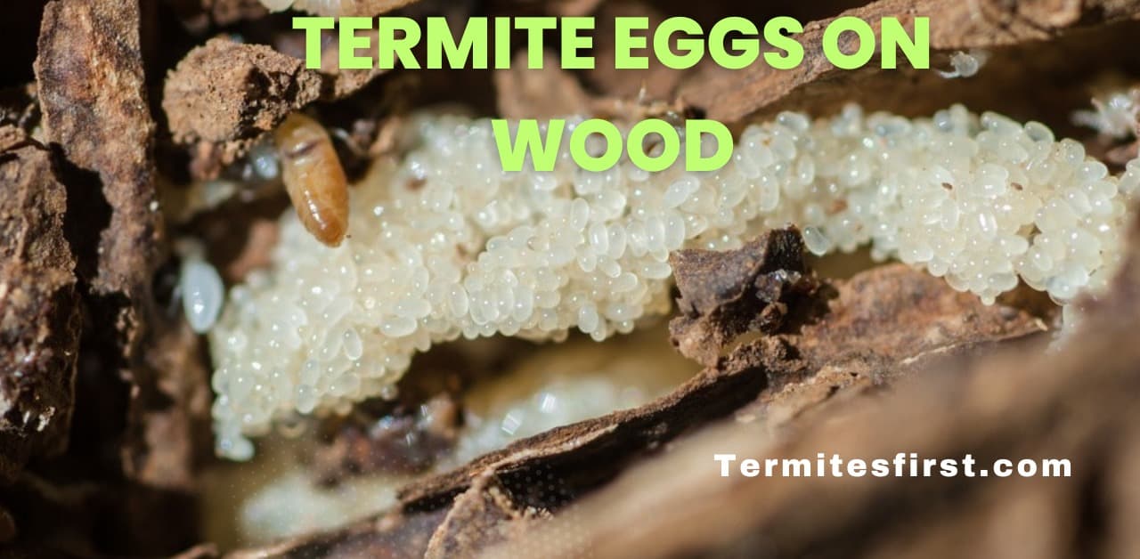 Termite Eggs on Wood: Discovery & Tips – Termites First