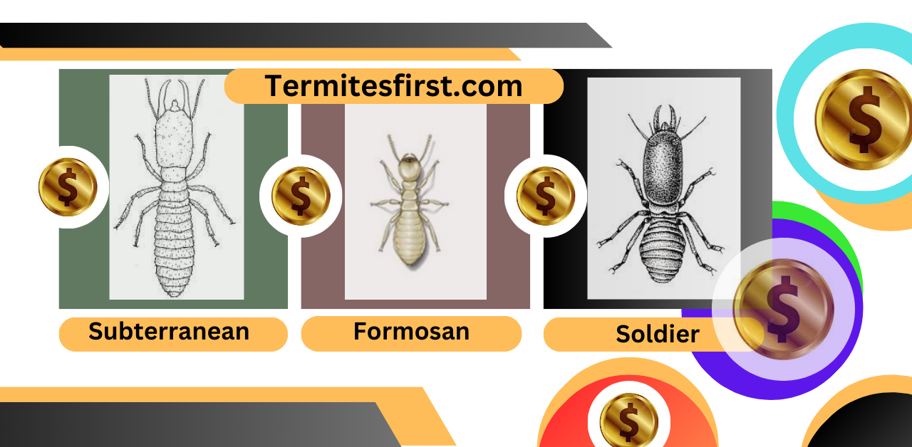 Can You Buy Termites
