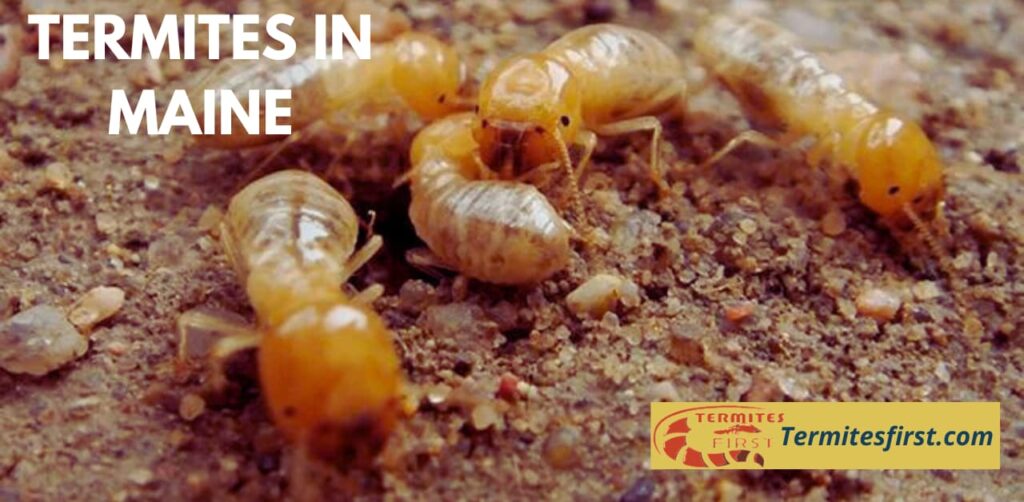 Termites in Maine: Surprising Insights and Essential Facts – Termites First