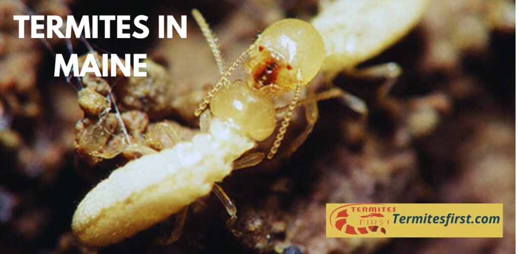 Termites in Maine: Surprising Insights and Essential Facts – Termites First
